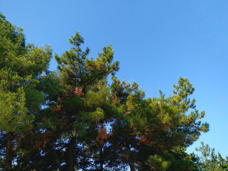 Pine Tree on a Blue Sky Background Stock Photo - Image of blue ...