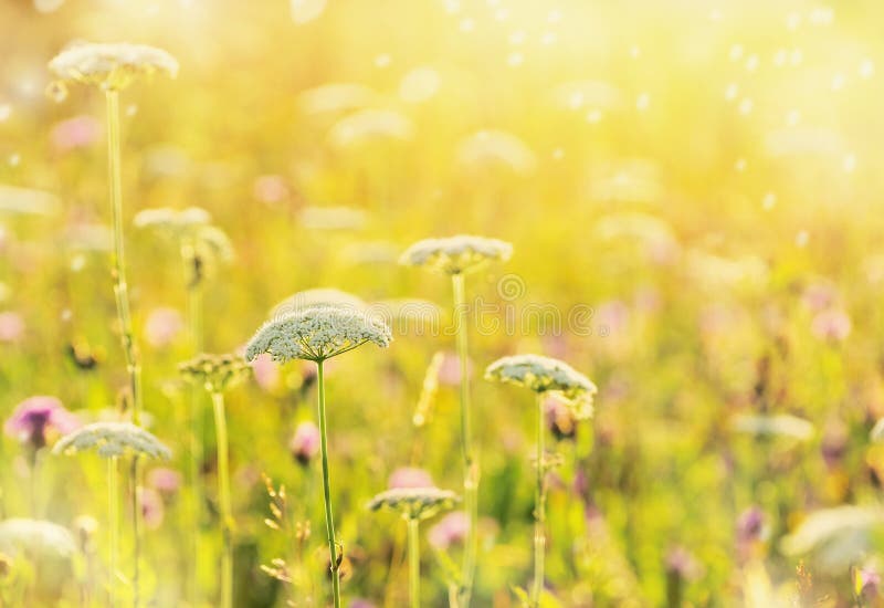 Summer bright scenery. stock photo. Image of bloom, gold - 110184968