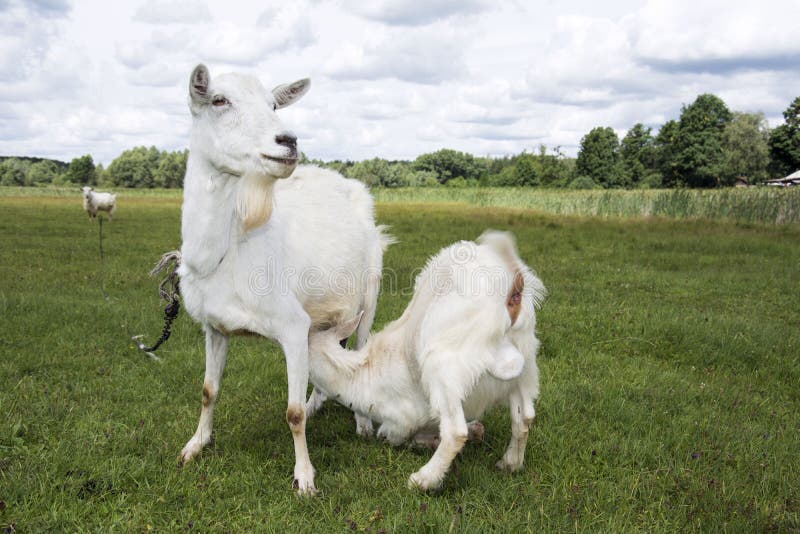 Summer Bright Sunny Day Goat Kid Feeding. Stock Image - Image of family ...