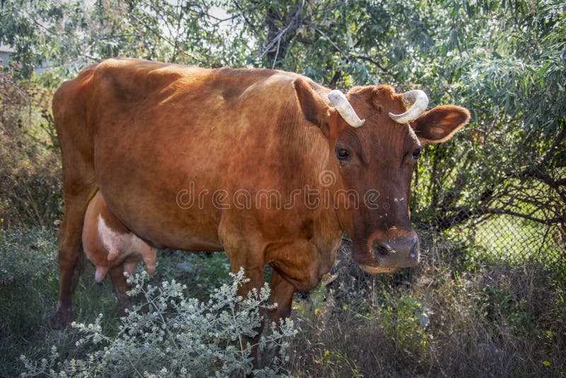 In Summer, a Brown Cow Graze in the Bushes. Stock Photo - Image of ...