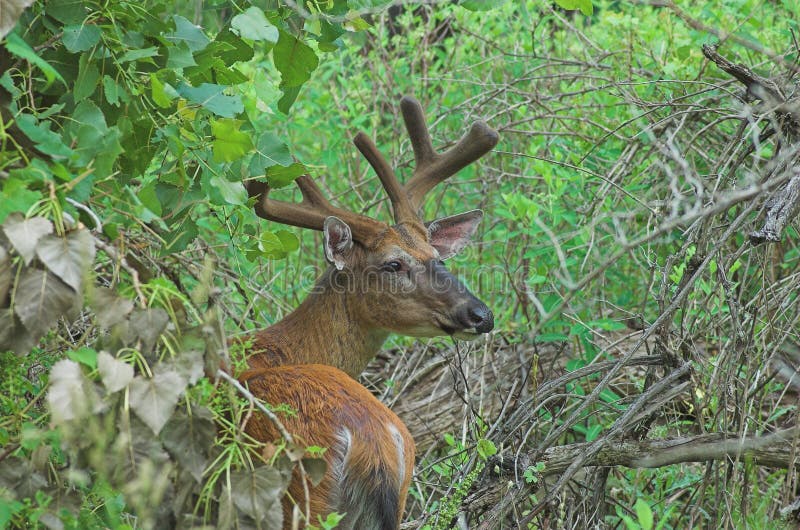 Summer Buck 2 stock photo. Image of mammal, summer, buck - 156782