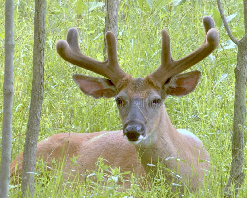 Summer Buck 2 stock photo. Image of antlers, velvet, animal - 882814