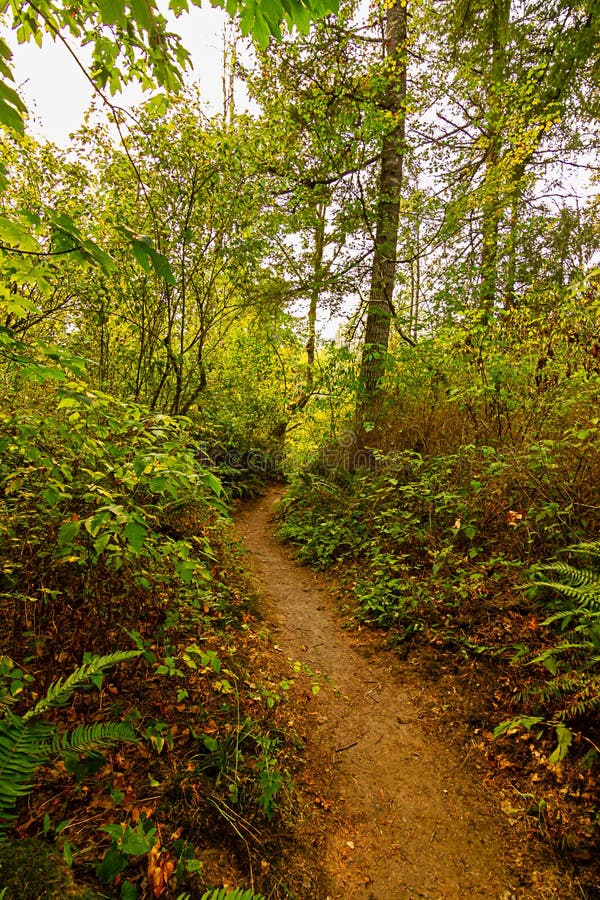 Summer Bushes and Trees Line Small Footpath in Forest Stock Photo ...