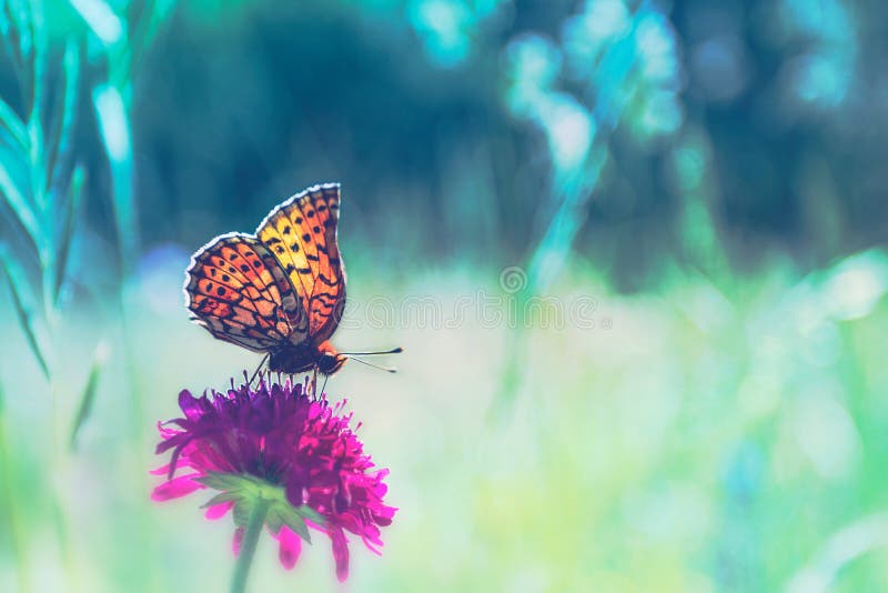 Summer Butterfly and the Flower Stock Photo - Image of floral ...