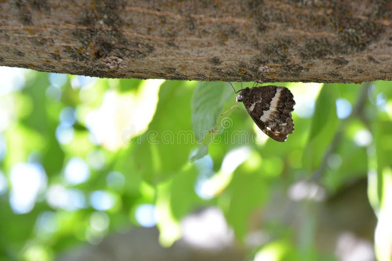 Butterfly on tree stock image. Image of hide, color - 107559793