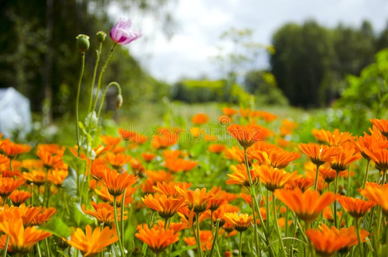Summer Calendula Medical Herbs Flowers Stock Image - Image of landscape ...