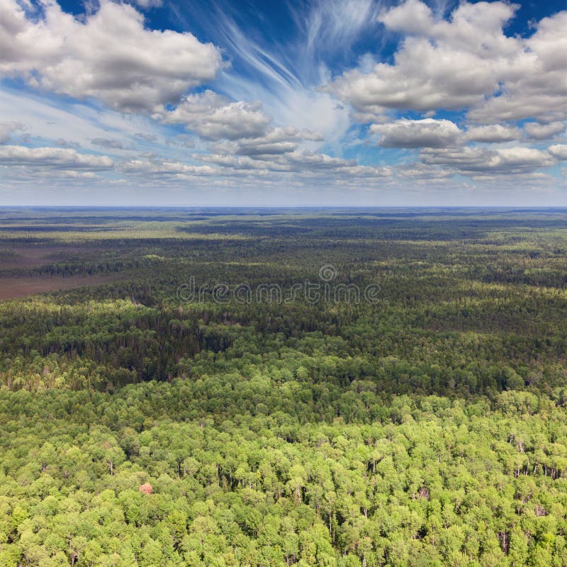 Summer Calm Day on the Forest Plain Stock Photo - Image of area ...