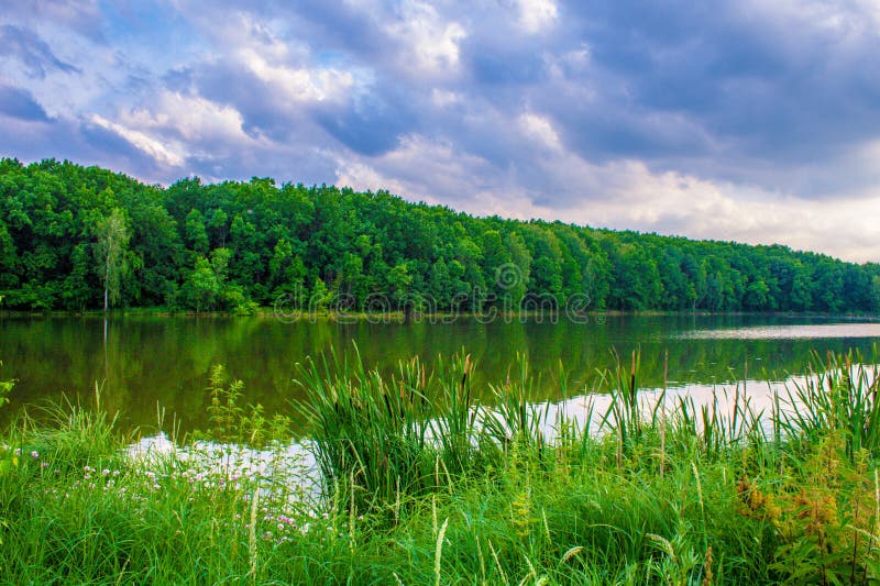 Summer calm forest lake stock image. Image of deciduous - 209033227