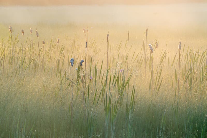Summer Cattail Marsh stock photo. Image of landscape, wildlife - 8151960 Summer Cattail Marsh stock photo. Image of landscape, wildlife - 8151960