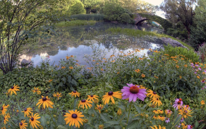 Summer in Central Park by the Pond with Flowers Stock Photo - Image of ...