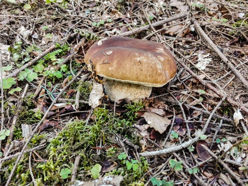 Summer Cep Mushrooms (Boletus Reticulatus) Stock Photo - Image of ...