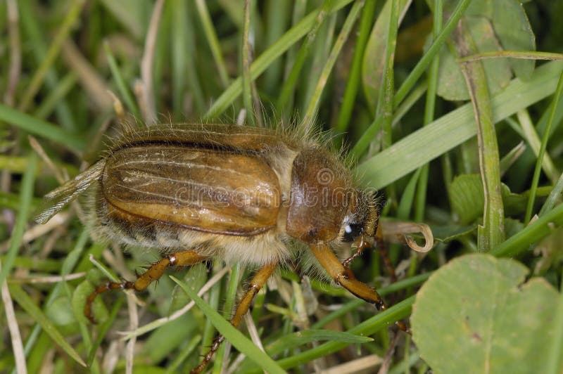 Summer Chafer stock image. Image of coleoptera, beetle - 88360993