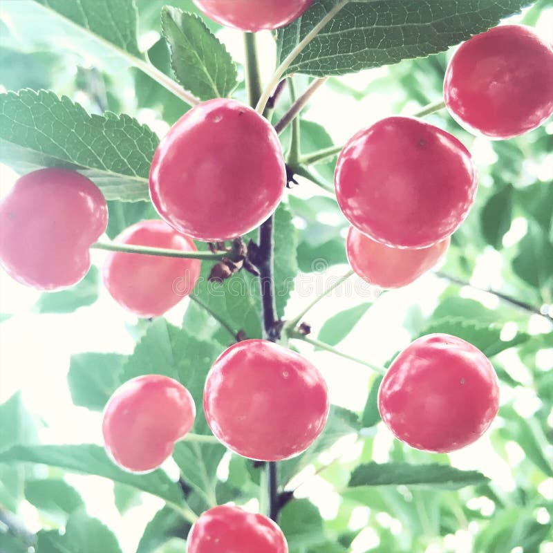 Summer Cherries stock image. Image of sour, summer, bright - 79639771