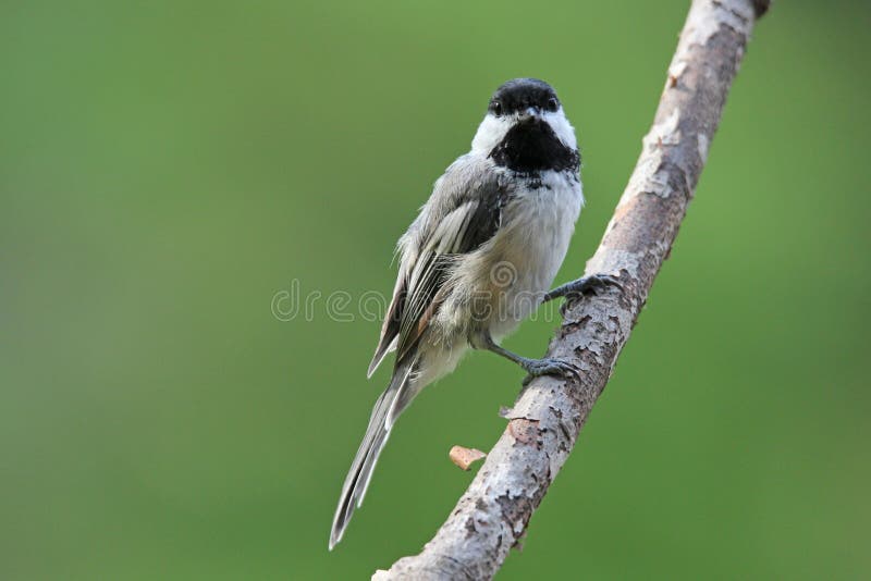 Summer Chickadee stock image. Image of nature, titmice - 56855183