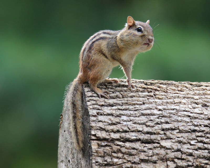 Chubby Chipmunk stock image. Image of nature, eastern - 53507265