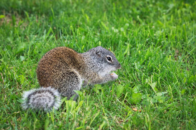 Summer Closeup of a Franklin`s Ground Squirrel in the Grass Stock Photo ...