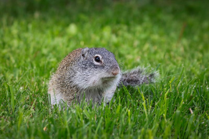 Closeup of a Franklin`s Ground Squirrel in the Grass Stock Photo ...