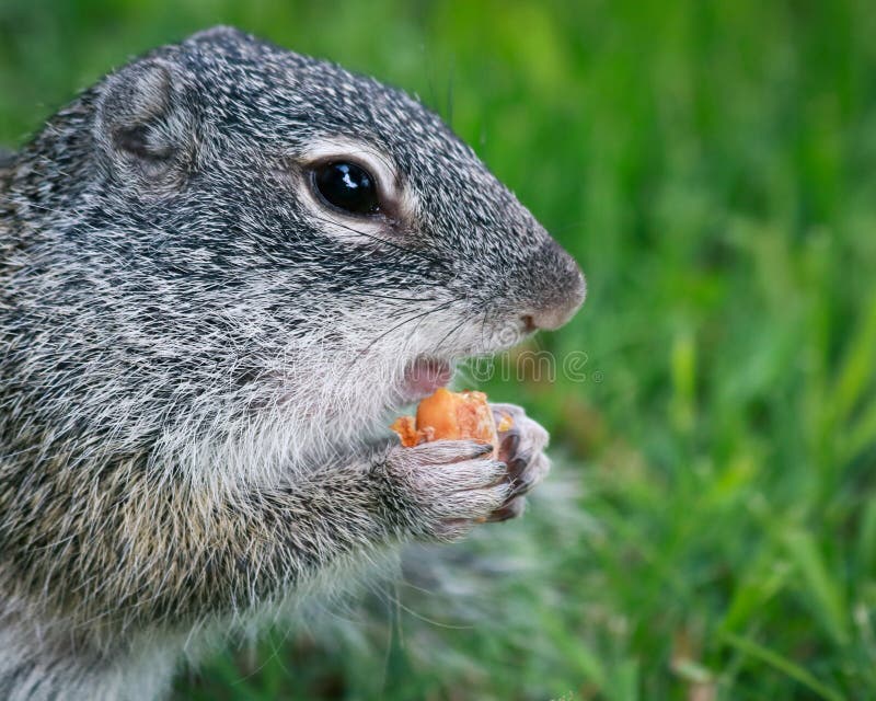 Summer Closeup on a Franklin`s Ground Squirrel in the Grass Stock Image ...