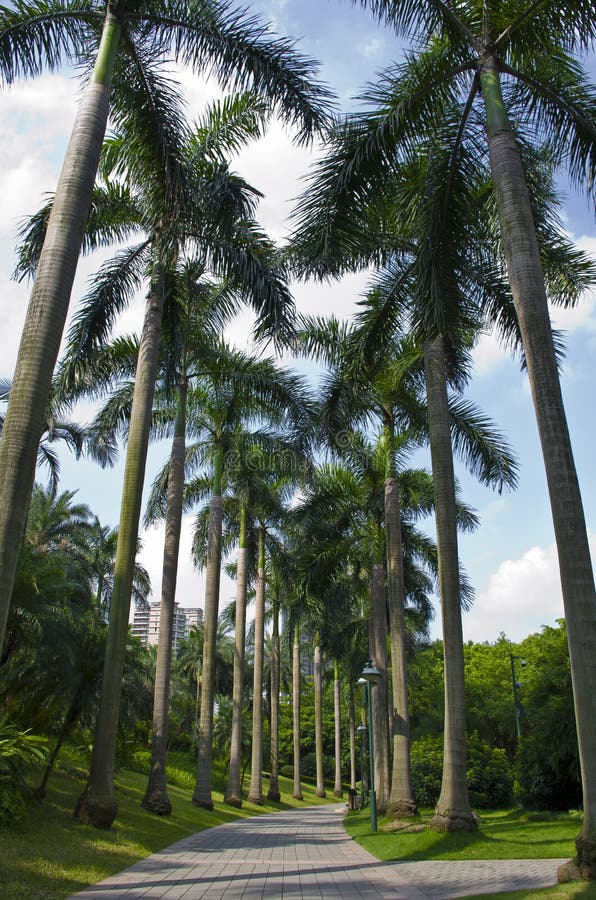 Summer Coconut Trees in a Park. Stock Image - Image of summer ...