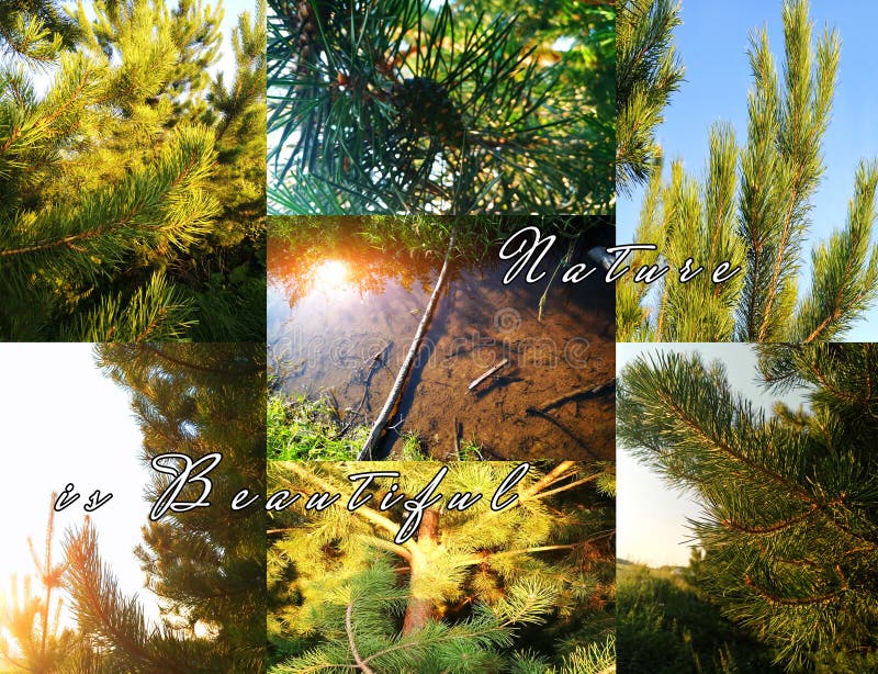 Summer Collage with the Pine Trees through the Sunset with Written ...