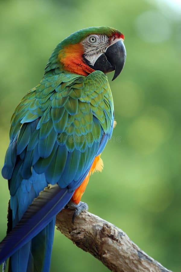 Summer Colors stock photo. Image of blurred, beautiful - 7648924