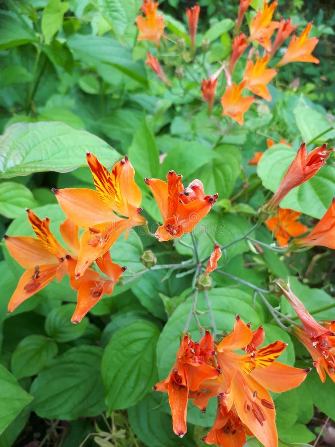 Beautiful Orange Flowers in Bloom Stock Image - Image of beautiful ...