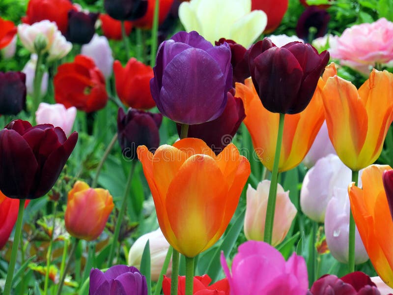 Summer colours stock photo. Image of netherlands, white - 44916510