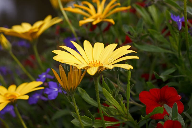 Summer Comes in Sunny Colours Stock Photo - Image of seasons, blue ...