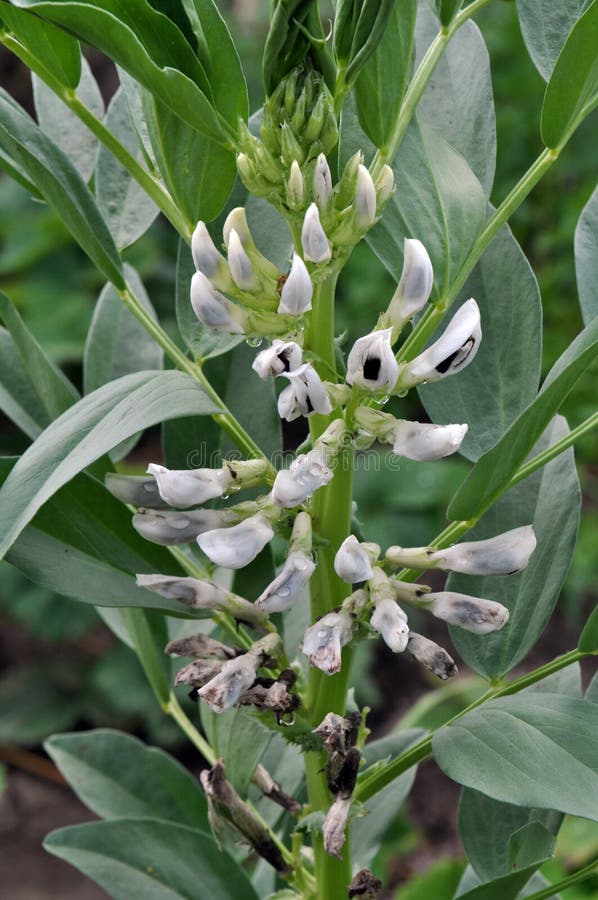 265 Vicia Faba Flower Stock Photos - Free & Royalty-Free Stock Photos ...