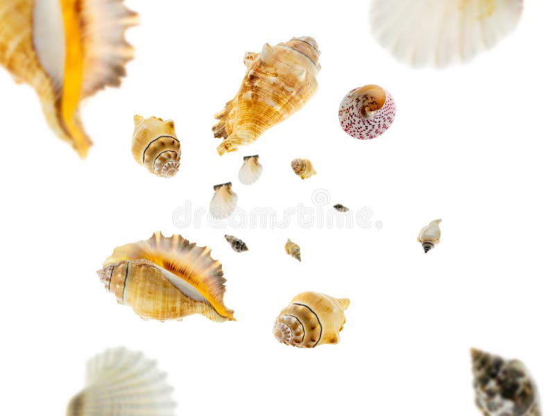 179 Falling Shells Stock Photos - Free & Royalty-Free Stock Photos from ...