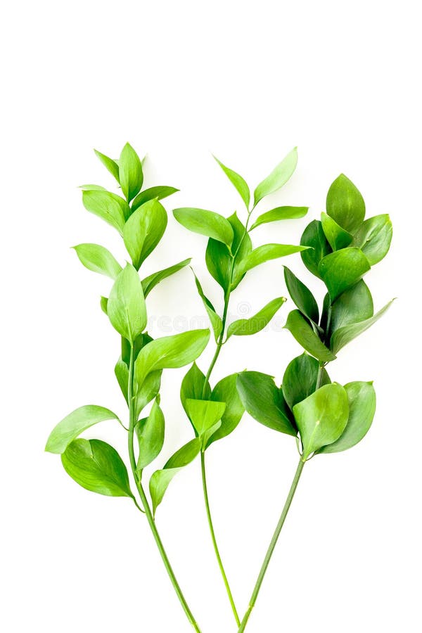 Summer Concept. Bright Greenery Stock Photo - Image of decoration ...