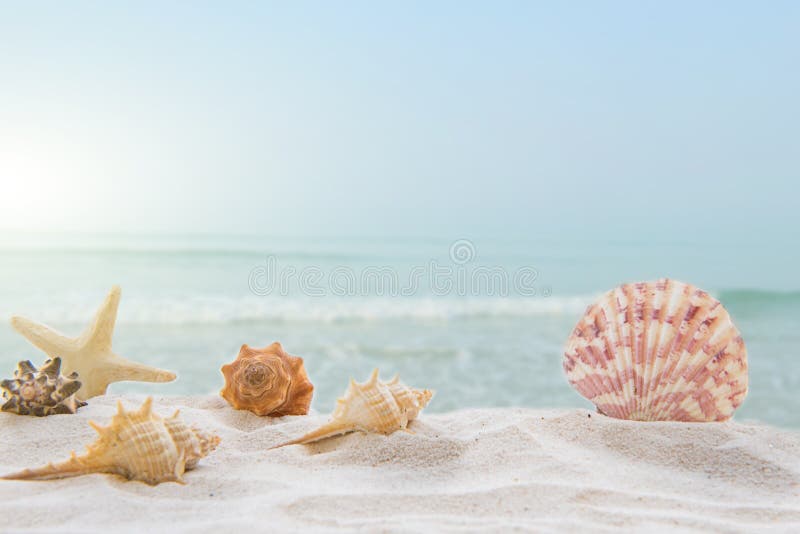 Summer Concept with Sandy Beach, Shells Stock Photo - Image of exotic ...