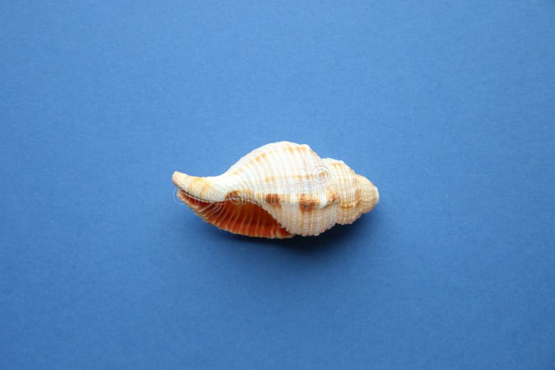 Summer Concept. Seashell on a Blue Background Stock Image - Image of ...