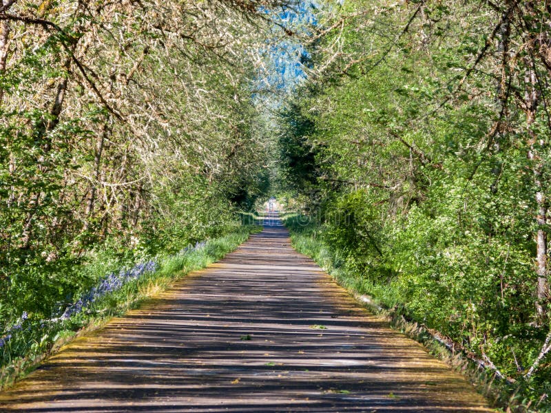 Summer Converging Path stock image. Image of footpath - 80767603