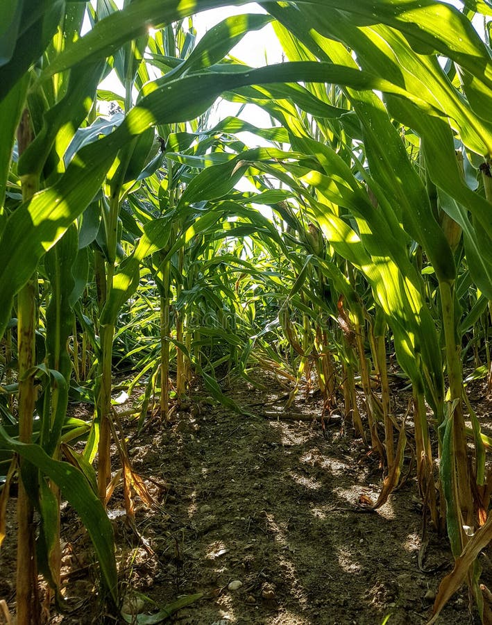 Summer corn field stock image. Image of arch, vegetable - 125158139