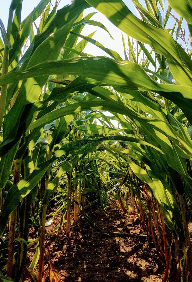 Summer corn field stock image. Image of field, arch - 125158201
