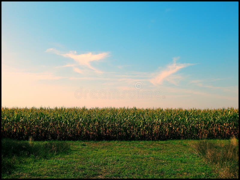 Summer stock photo. Image of cornfield, summer, meadow - 91433432