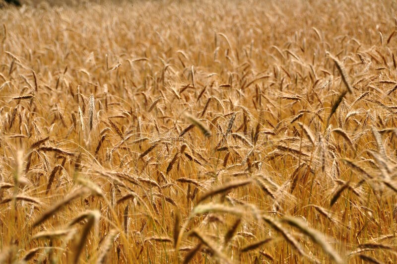 Summer Corn Field stock image. Image of cloud, agricultural - 32284379