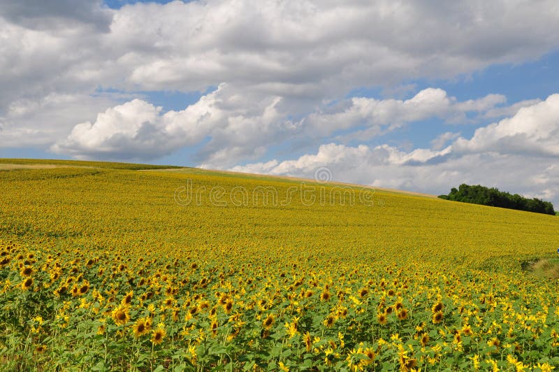 Summer Corn Field stock image. Image of growth, growing - 32970575