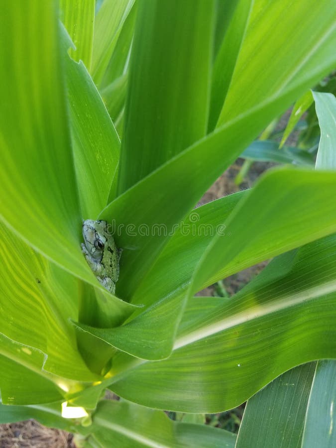 Tree frog in corn stalk stock image. Image of tree, summer - 120073051