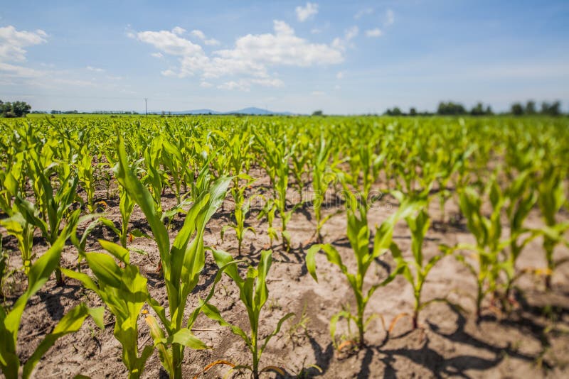 Summer Corn Fields with Sun, Saturated Landscape Stock Image - Image of ...