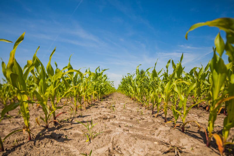 Summer Corn Fields with Sun, Saturated Landscape Stock Photo - Image of ...