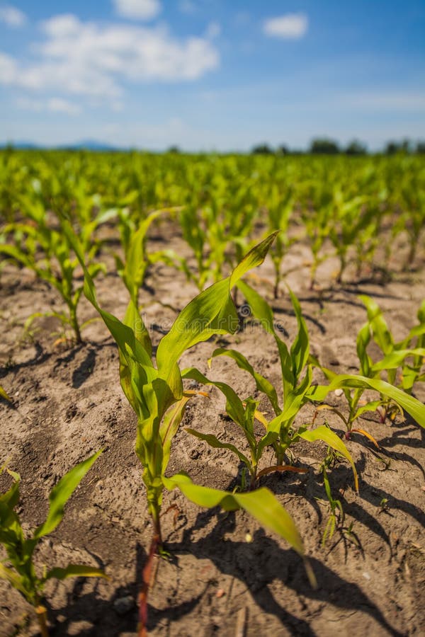 Summer Corn Fields with Sun, Saturated Landscape Stock Image - Image of ...
