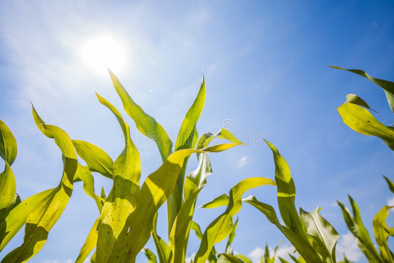 Summer Corn Fields with Sun, Saturated Landscape Stock Image - Image of ...