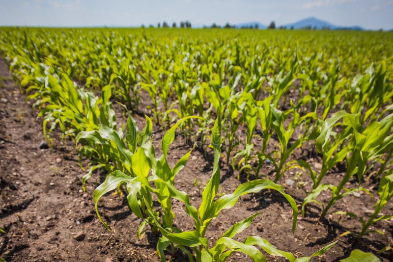 Summer Corn Fields with Sun, Saturated Landscape Stock Image - Image of ...