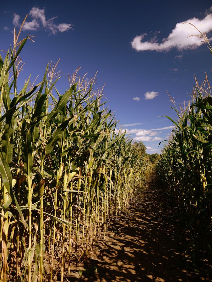 Summer: corn maze paths stock image. Image of plants - 77277267