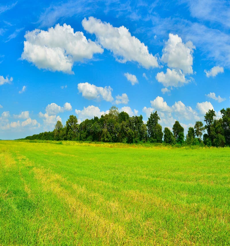 Summer country stock photo. Image of wood, country, grassy - 42799778