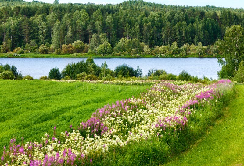 Summer Country Landscape with Flowers, Forest and River. Stock Image ...