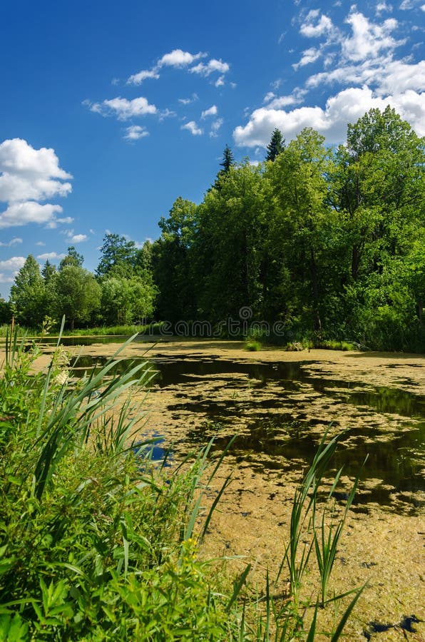 Summer Country Pond with Green Duckweed Stock Photo - Image of flower ...
