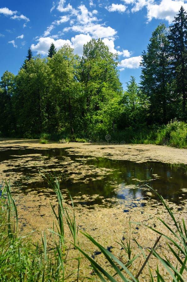 Summer Country Pond with Green Duckweed Stock Photo - Image of duckweed ...